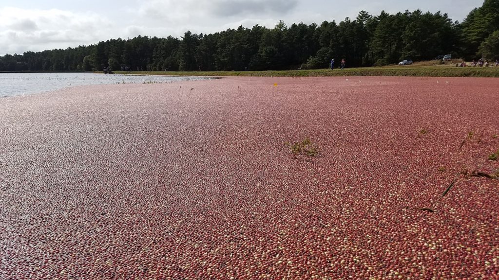 Enjoy Fall Cranberries with Sauce, Crisp and Cocktail recipes